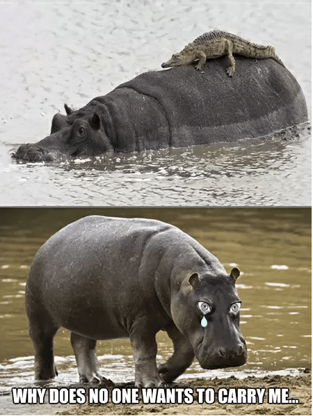 Time For Some Hippos 15 Funny Memes To Make Your Sunday Better Hippo