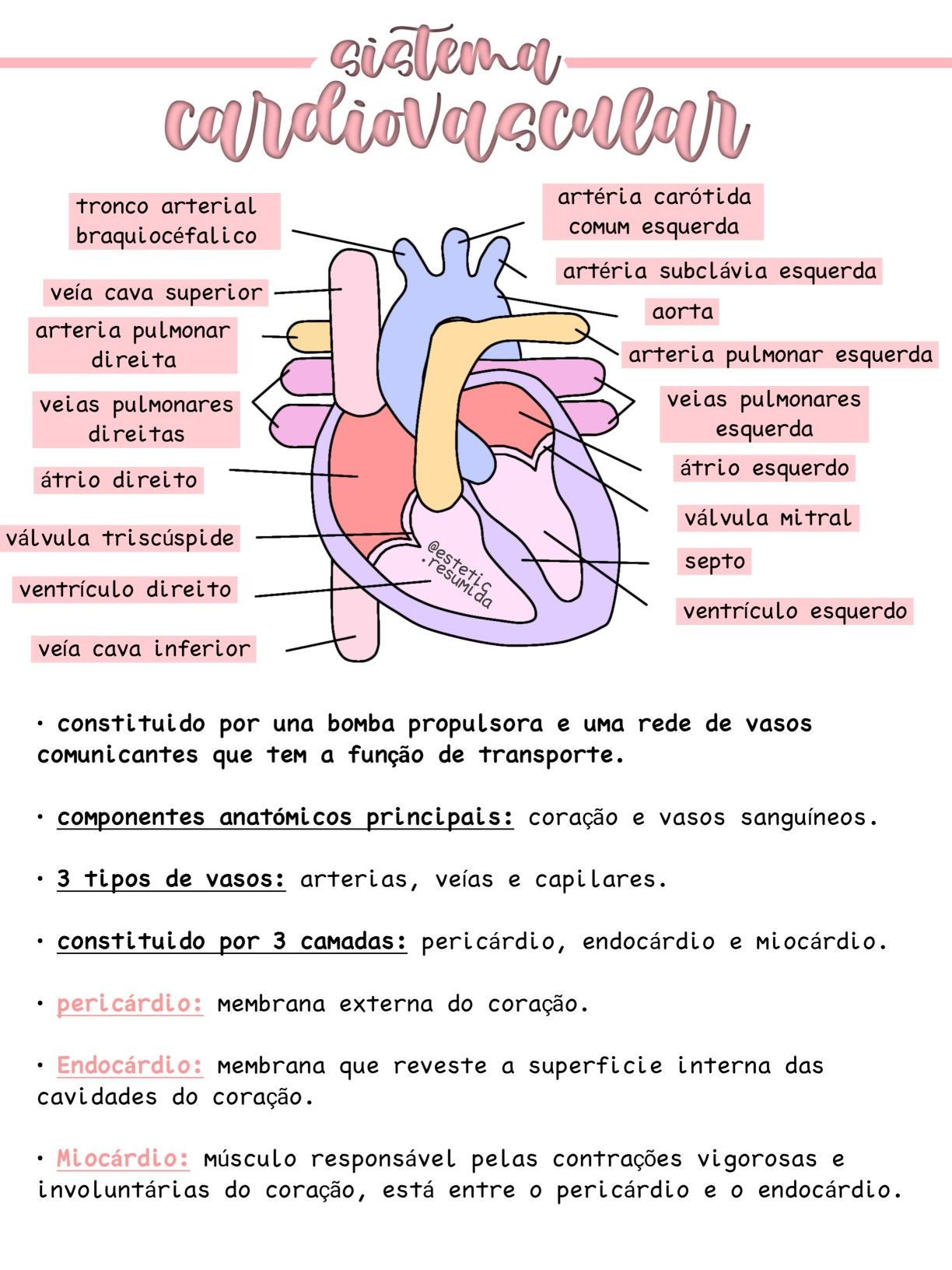 Sistema Cardiovascular Artofit