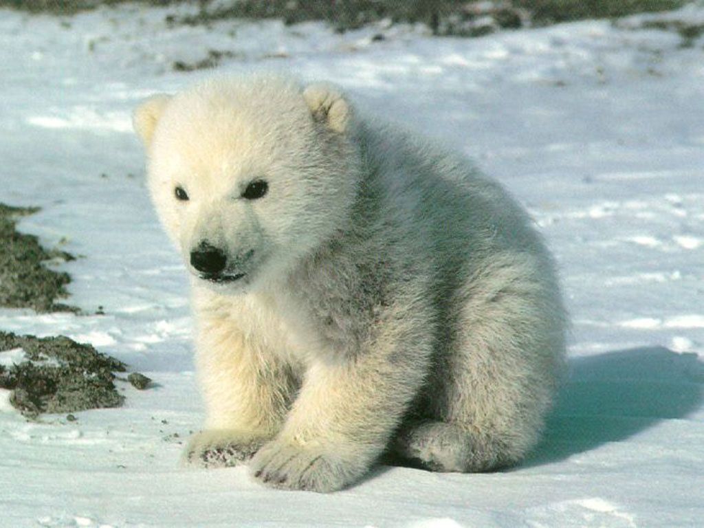 Cute Polar Bear Cub Artofit