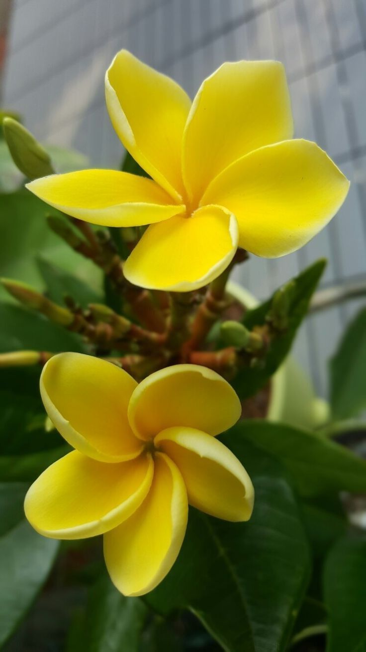 How to grow frangipani plumeria – Artofit How to grow frangipani plumeria – Artofit
