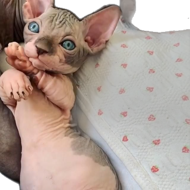 Sphynx Sphynx Cat Cute Hairless Cat Beautiful Cats