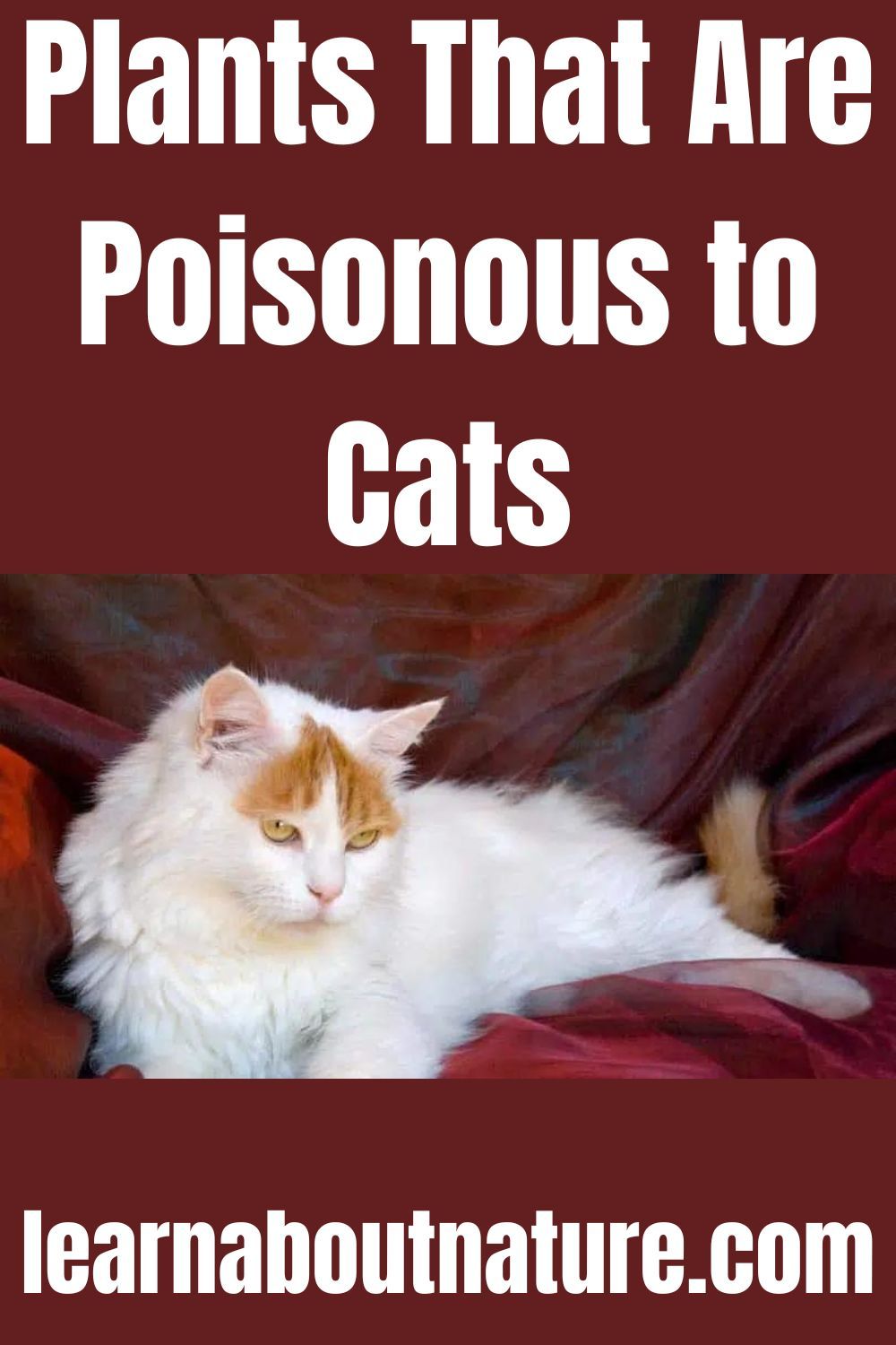 Plants That Are Poisonous To Cats Cat Plants Cats Toxic Plants For Cats
