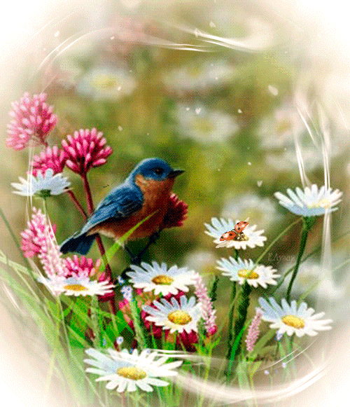The Best Anime Bird Eating Seeds Ideas