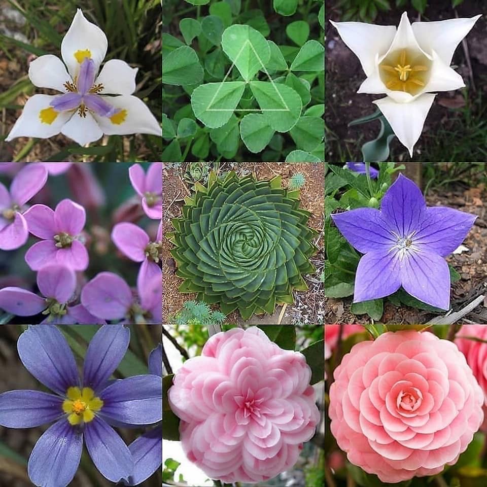 Pin Di N Pleites Su Nature Fiori Esotici Fiori Natura