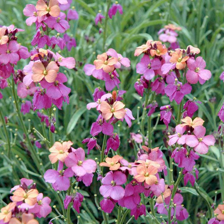 Plants Called Jenny Or Jennifer 3o5umhjs6