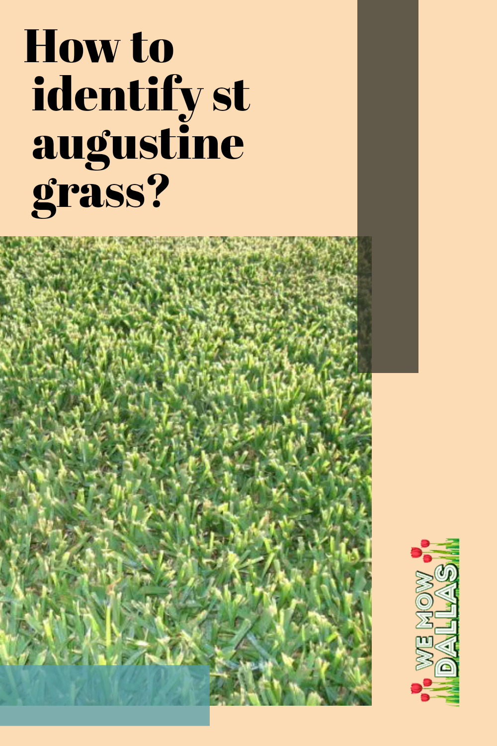 How To Get Rid Of Nutsedge In St Augustine Grass Artofit