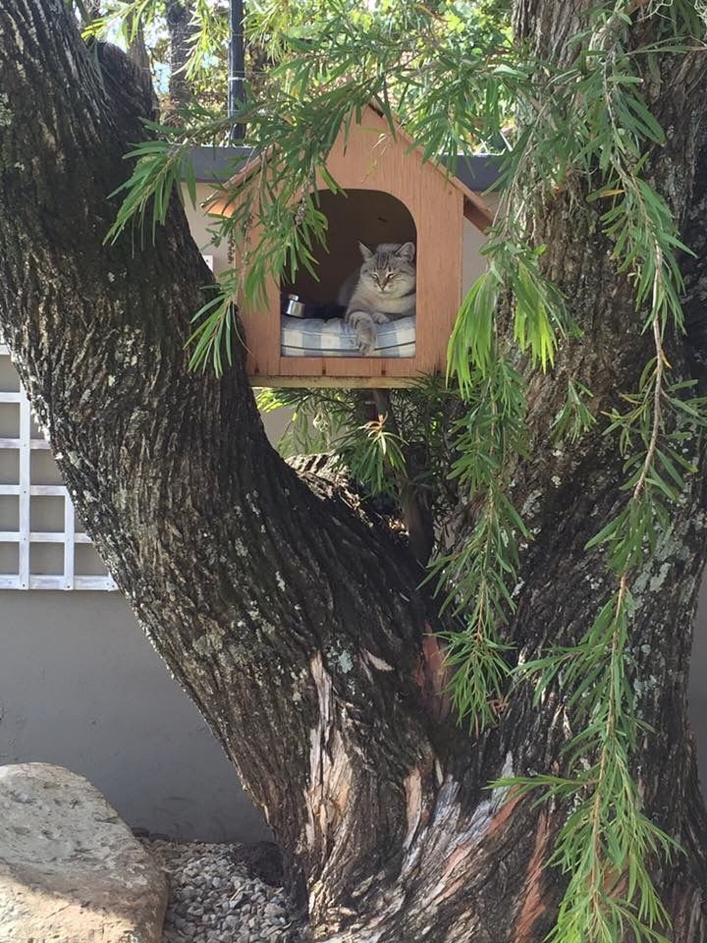 12 Best Outdoor Cat Tree Ideas Guides You Will Love 2023 Artofit