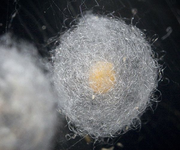 Spider Egg Sacks Rupert Soskin Spider Egg Sack Spider Eggs Spiders Preschool Preschool