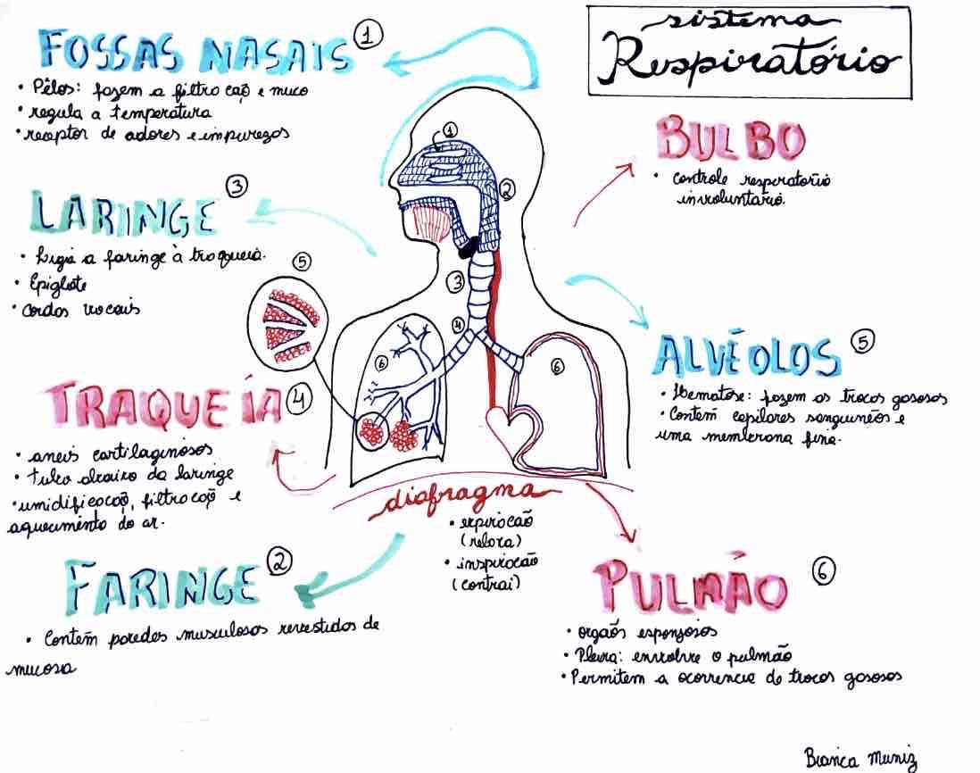 Resumo De Sistema Respiratorio Em 2021 Sistema Respiratorio Sistema ... Resumo De Sistema Respiratorio Em 2021 Sistema Respiratorio Sistema ...