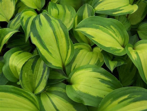 Volcano Island | Hostas, Shade garden, Hosta varieties Volcano Island | Hostas, Shade garden, Hosta varieties