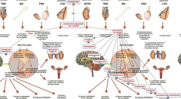 Cuadros Sinópticos Sobre El Sistema Endocrino Y Glándulas Endócrinas Em