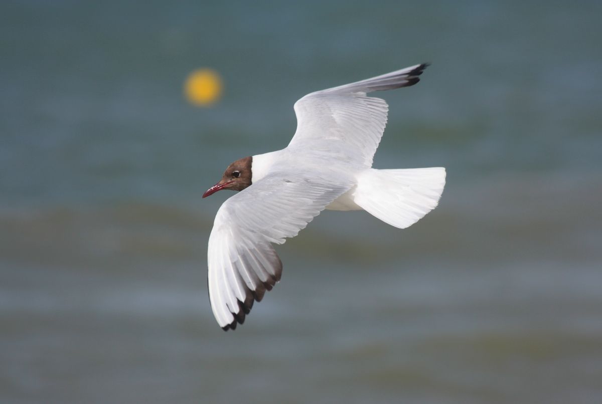 Mouette rieuse | Mouette rieuse, Mouette, Oiseaux Mouette rieuse | Mouette rieuse, Mouette, Oiseaux