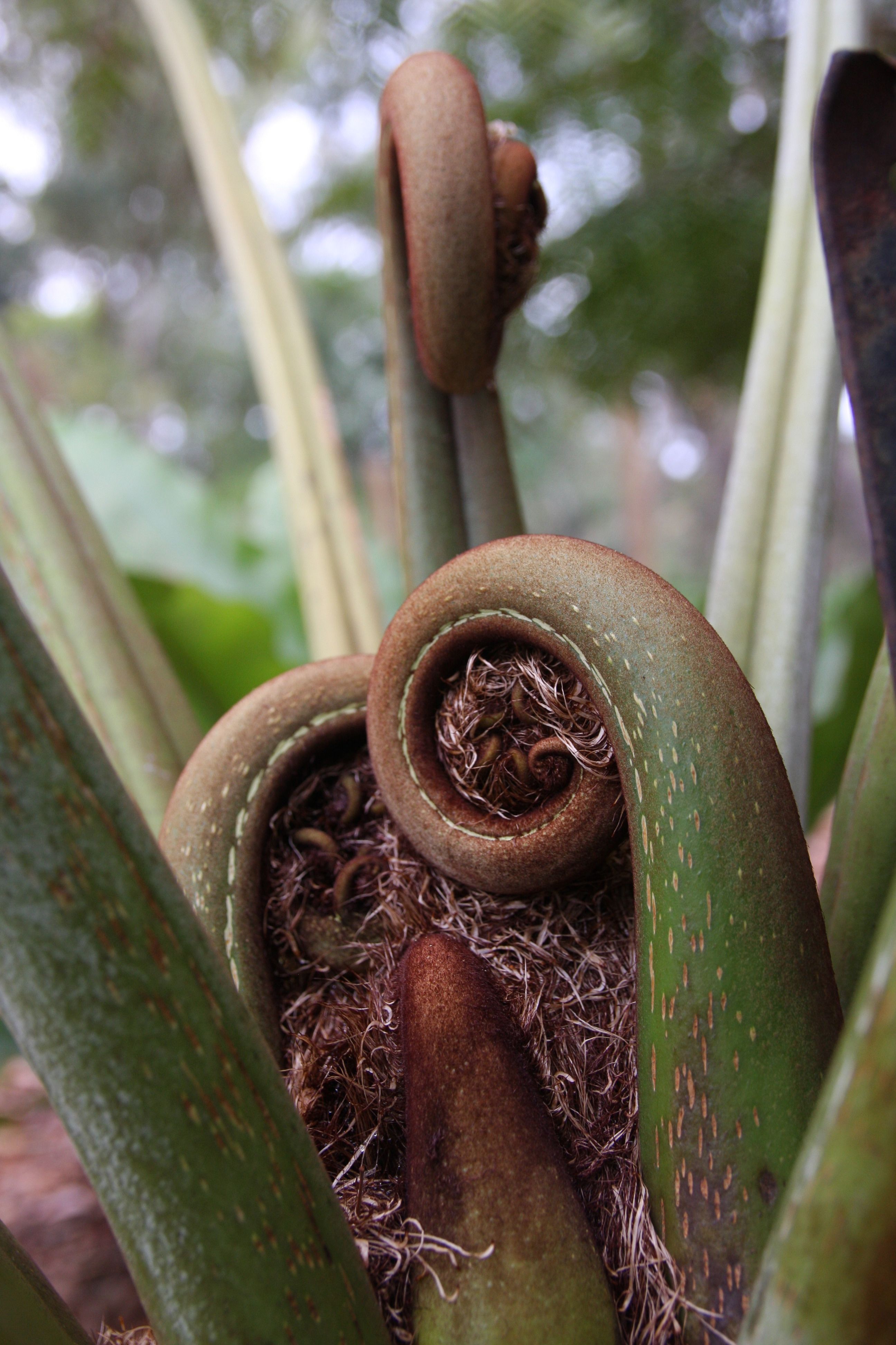 Rough Tree Fern Unfurling Minimalist Hippie Ferns Ferns Garden