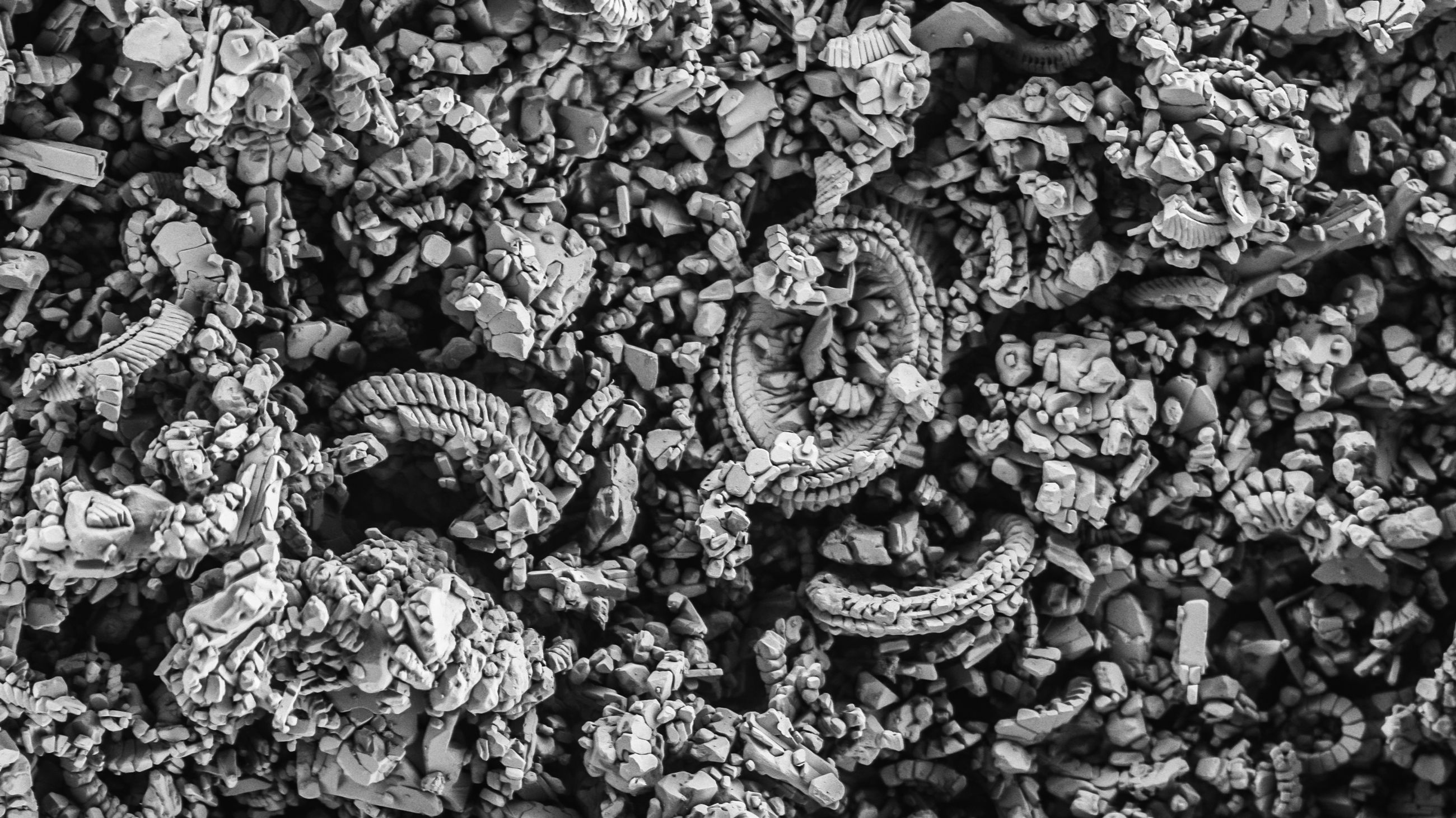 How Jurassic Plankton Stole Control Of The Oceans Chemistry Quanta Magazine Plancton Ocean