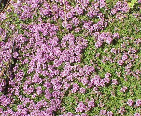 Hetty's Herbs & Plants Thyme Creeping Red | Hetty's Herbs & Plants ... Hetty's Herbs & Plants Thyme Creeping Red | Hetty's Herbs & Plants ...