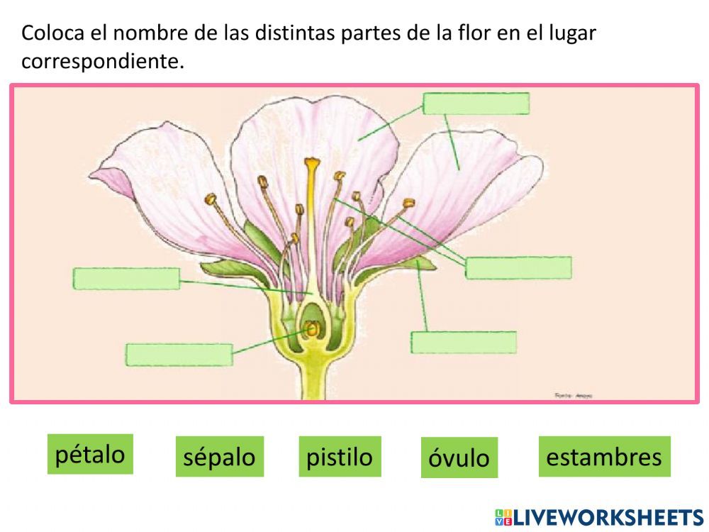 Ficha de Partes de una flor | Partes de la flor, Ciencias de la ... Ficha de Partes de una flor | Partes de la flor, Ciencias de la ...