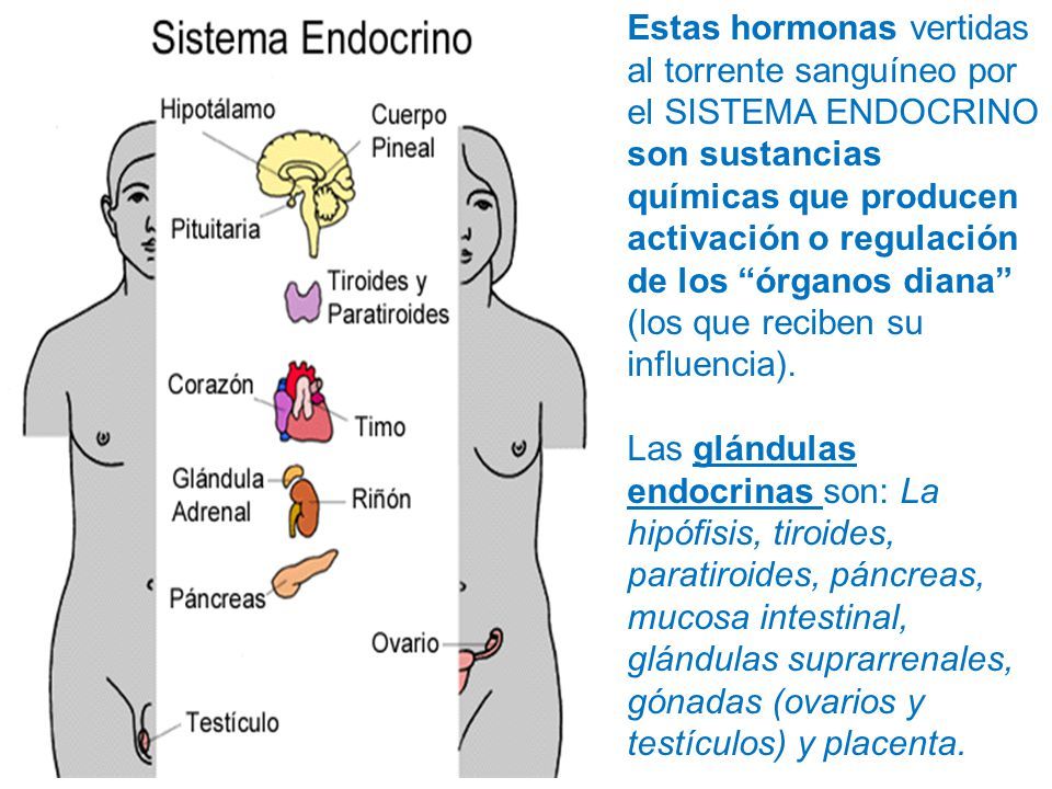 Cuadros Comparativos Y Sinópticos Sobre Sistema Nervioso Y Endocrino