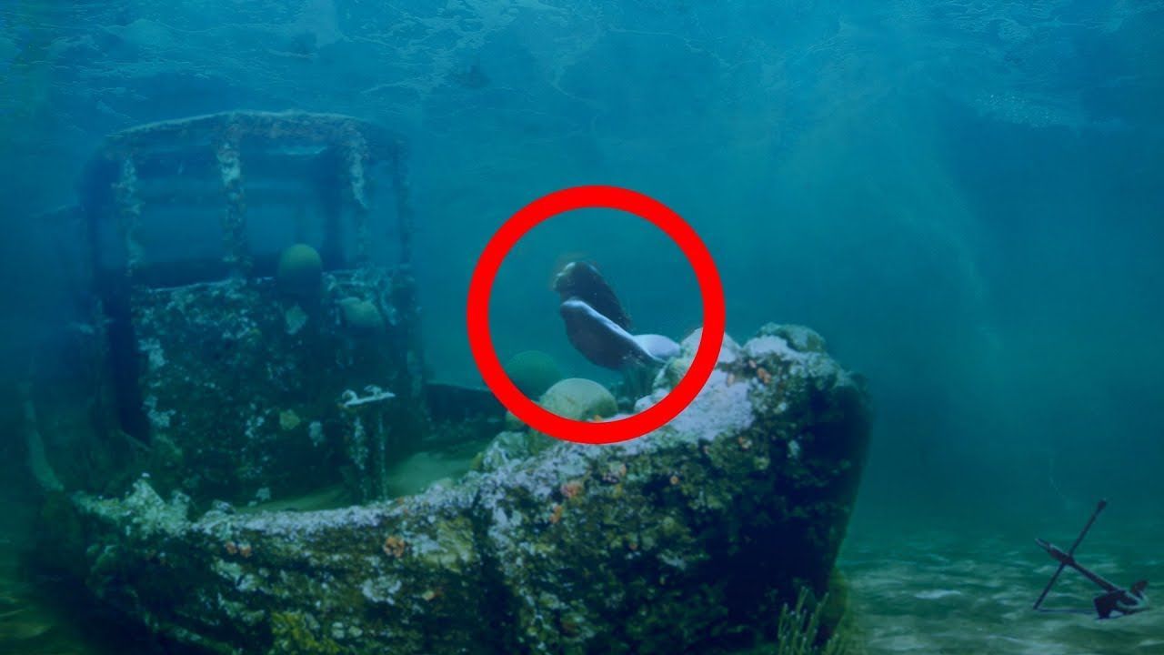 أسطورة عروسة البحر حورية البحر الحقيقة الكاملة Real Mermaids