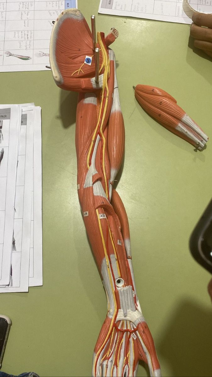 Rotator cuff muscles posterior view – Artofit Rotator cuff muscles posterior view – Artofit