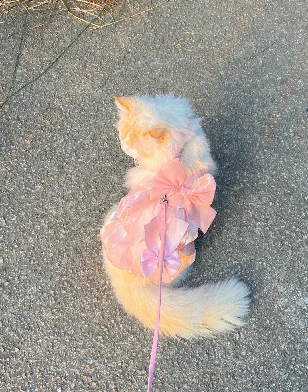 Adorable White Cat with Pink Bow Adorable White Cat with Pink Bow