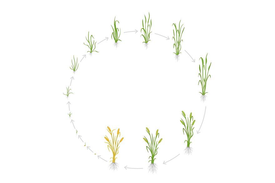 Circular Life Cycle Of Rye Grain In 2022 Rye Grain Grains Rye