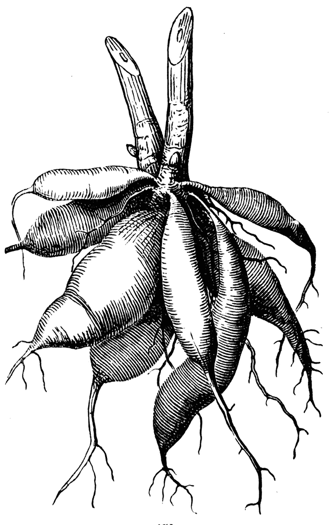 Vegetative Propagation by Roots Examples – StudiousGuy Vegetative Propagation by Roots Examples – StudiousGuy