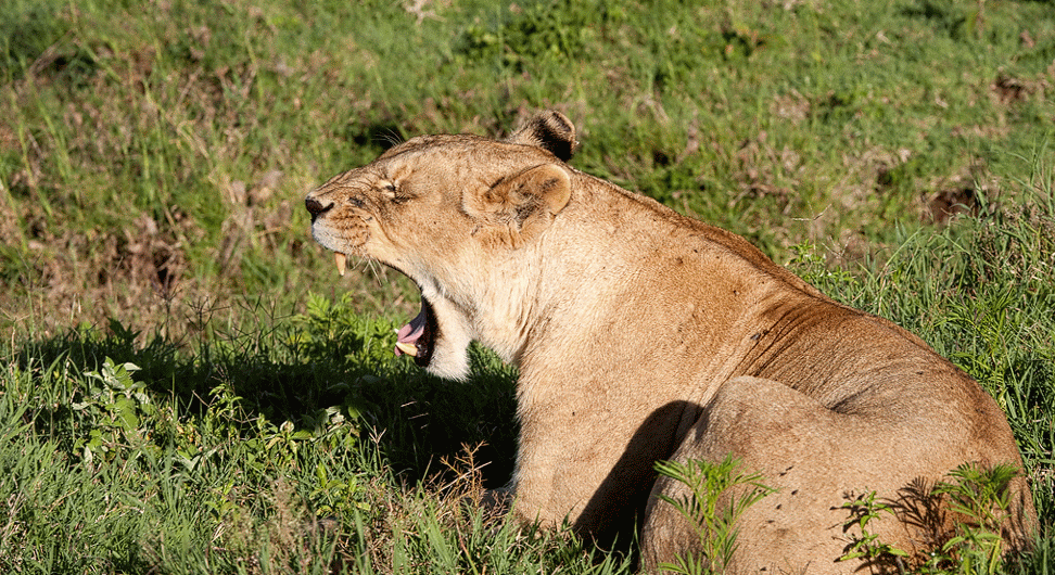 Majestic Lion Waiting For His Next Meal