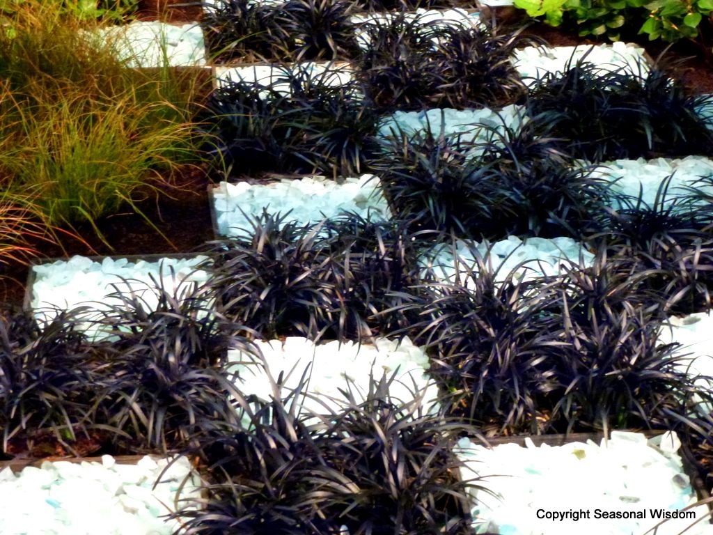 Black Mondo Grass Northwest Flowers Black Mondo Grass White Gardens