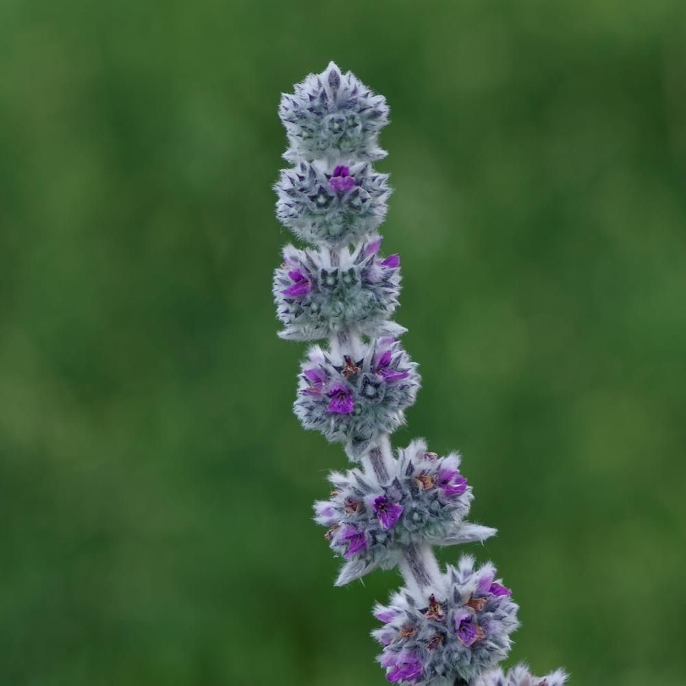 Lambs Ears Plant Care And Collection Of Varieties Lambs Ear Plant Backyard