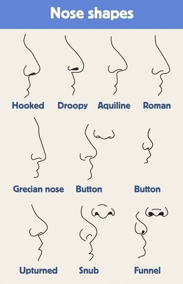 Nose Shapes Nose Shapes Nose Types Different Nose Shapes