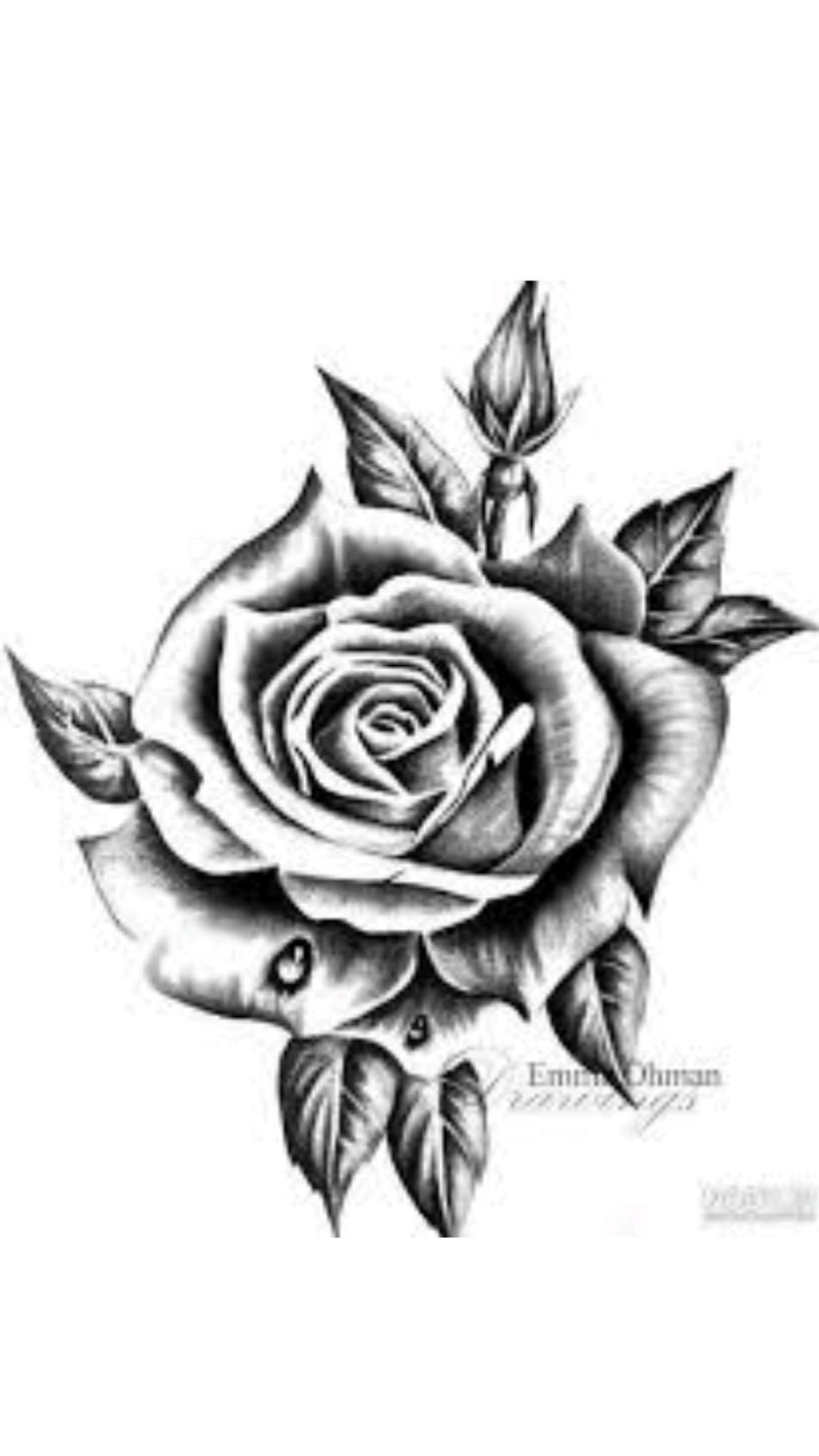 Rose Line Drawing Template Realistic Rose Outline Drawing Free Png Image Artofit