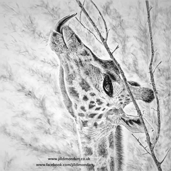 Jill Dimond Art Giraffe Art Illustration Wall Art Art Prints