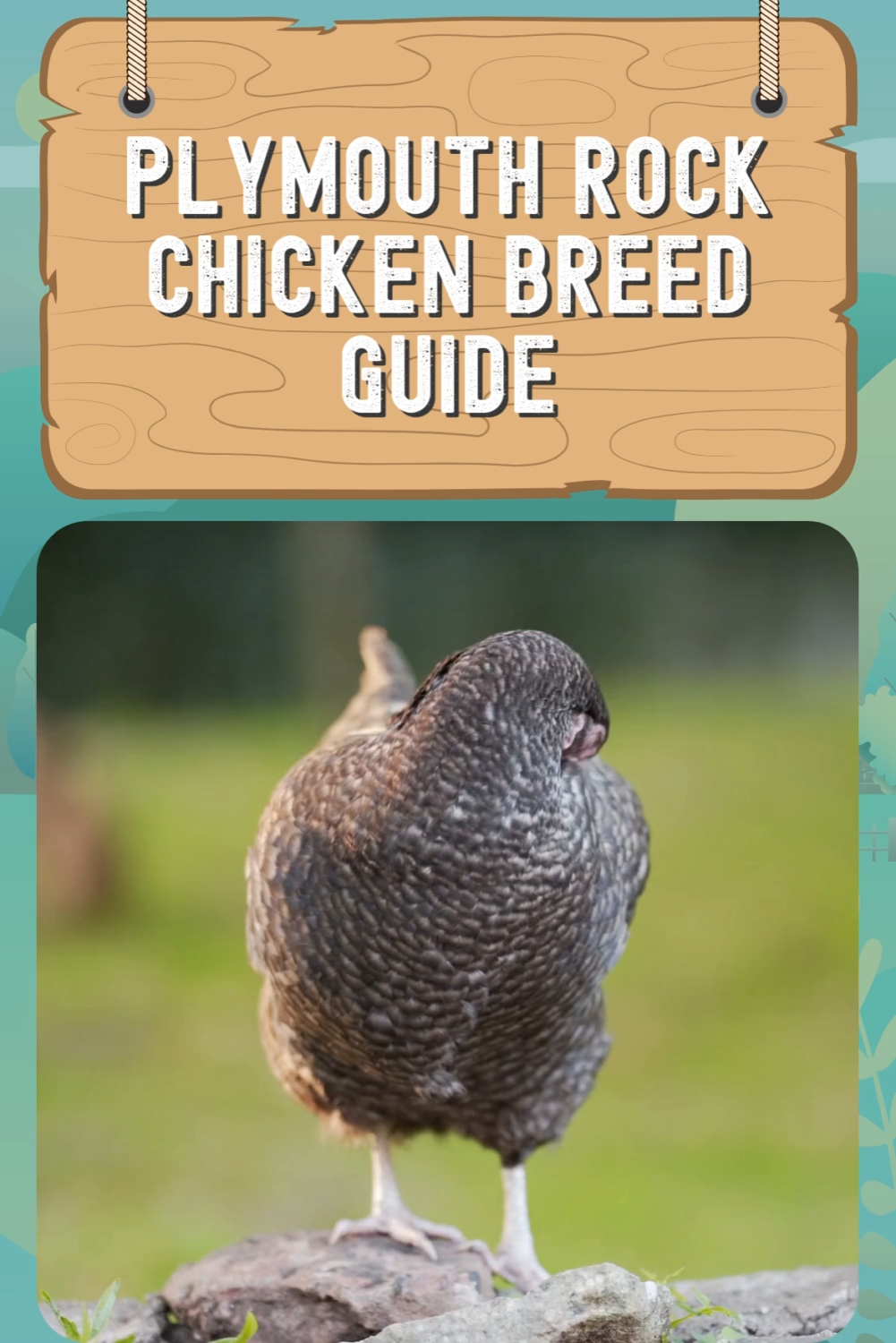 Plymouth rock chicken breed guide – Artofit Plymouth rock chicken breed guide – Artofit