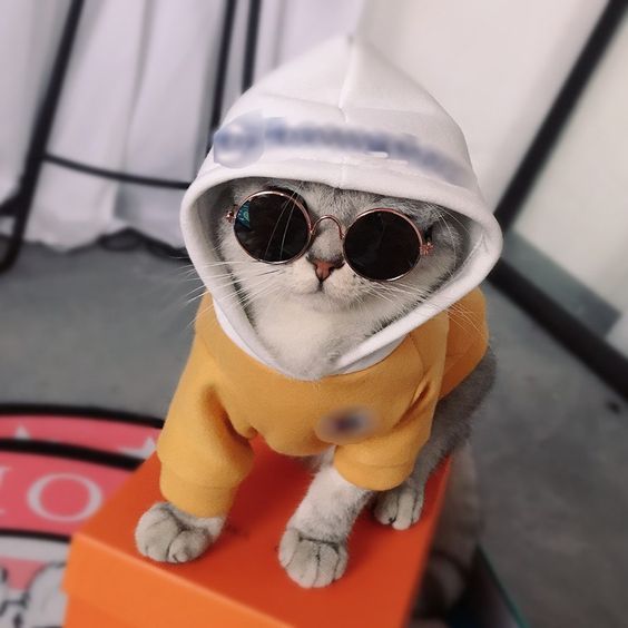 Pin On Kitty Cats