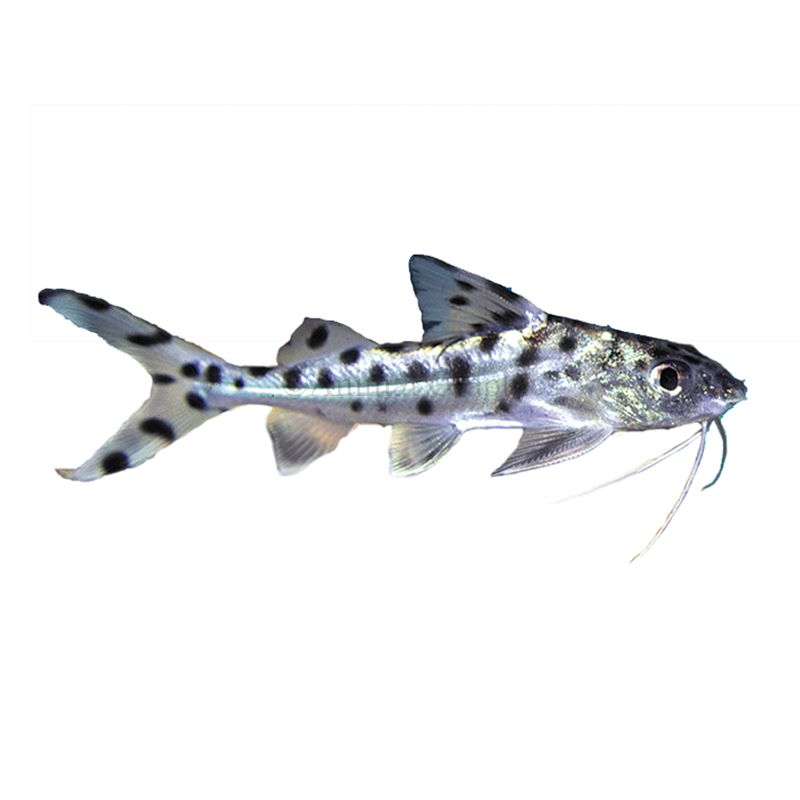 Pictus Catfish | fish Goldfish, Betta & More | PetSmart | Pet fish ... Pictus Catfish | fish Goldfish, Betta & More | PetSmart | Pet fish ...