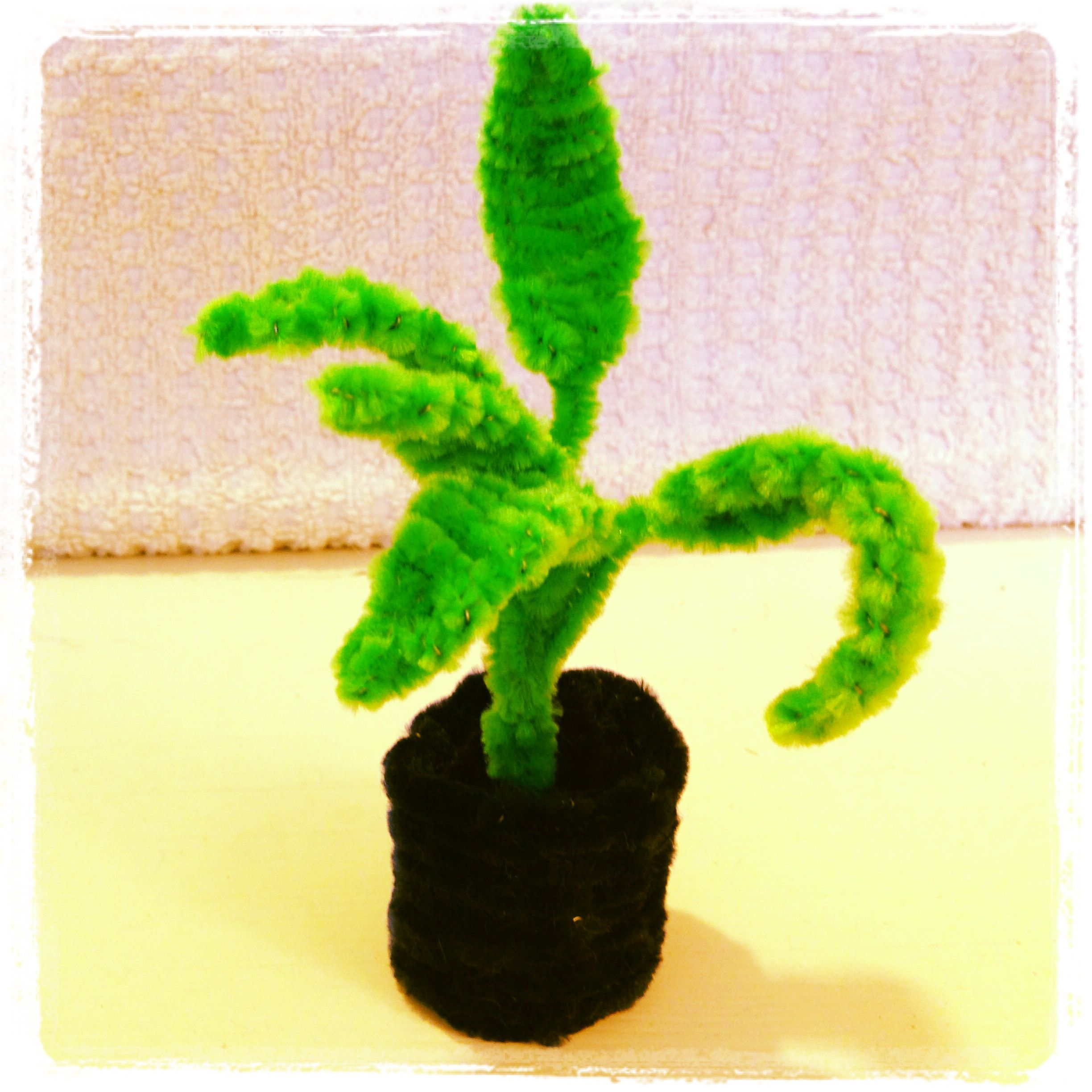 Pipe Cleaner Plant