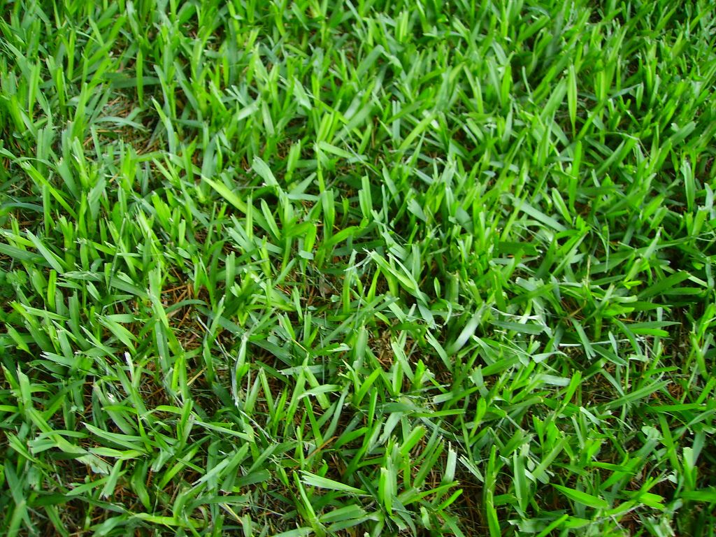 Best Grass Types For Lawns In Sacramento Ca