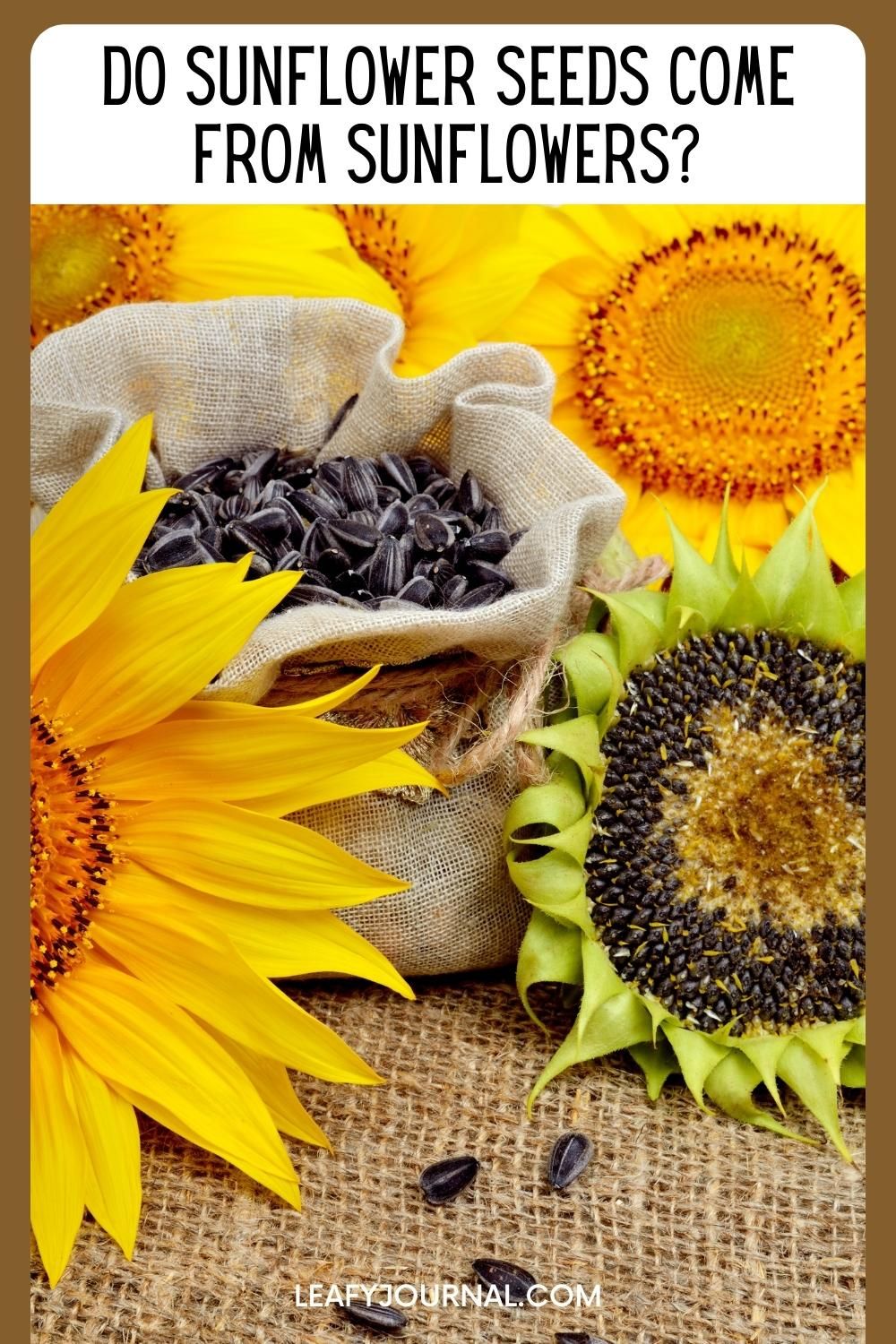 Do Sparrows Eat Sunflower Seeds Artofit