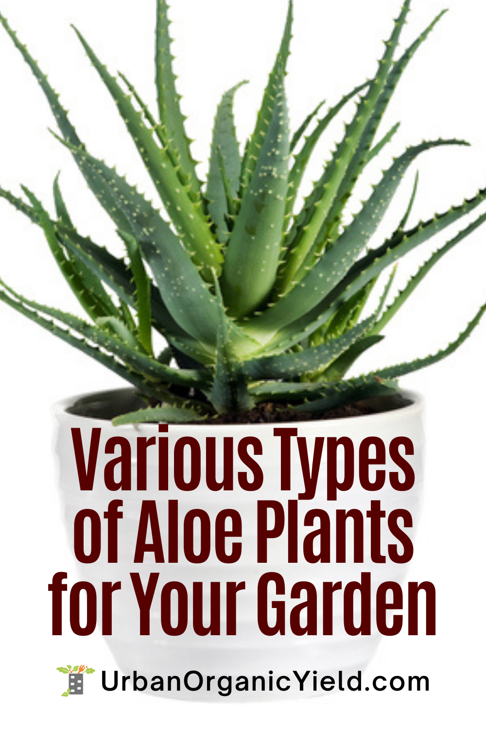 30 Different Types Of Aloe Plants With Pictures Artofit