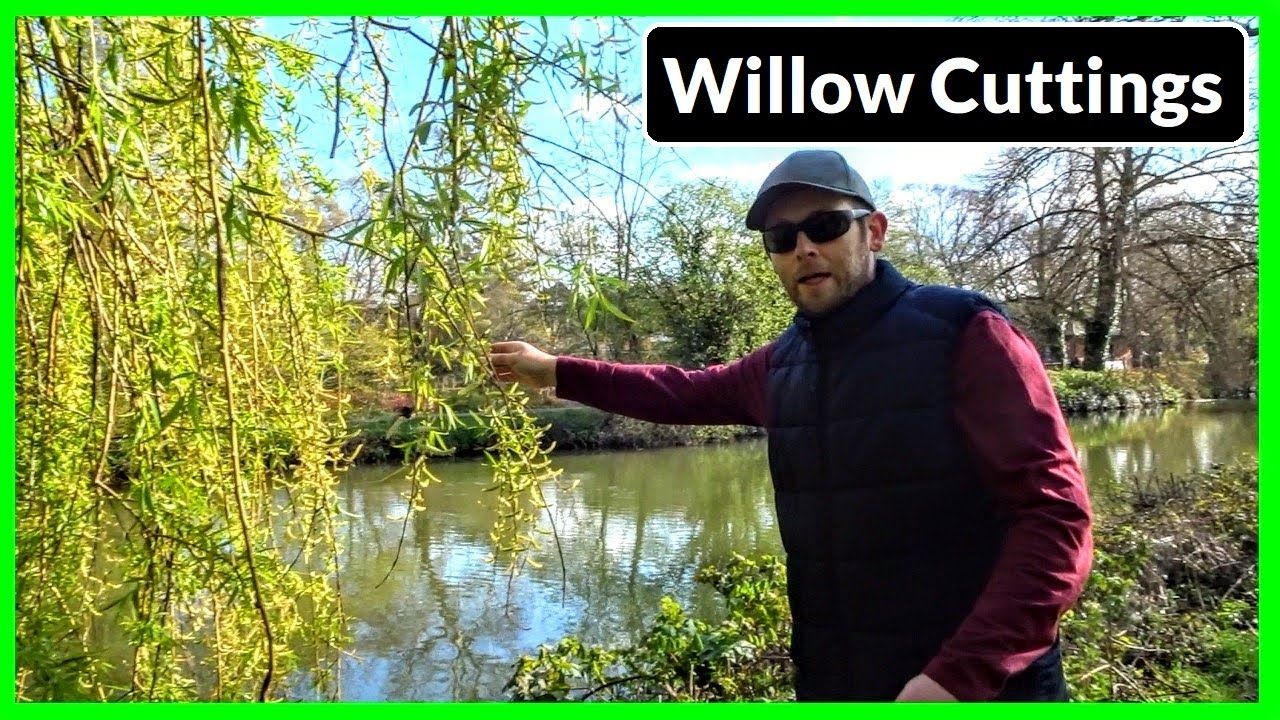 How To Propagate And Grow Weeping Willow Trees From Cuttings Complete