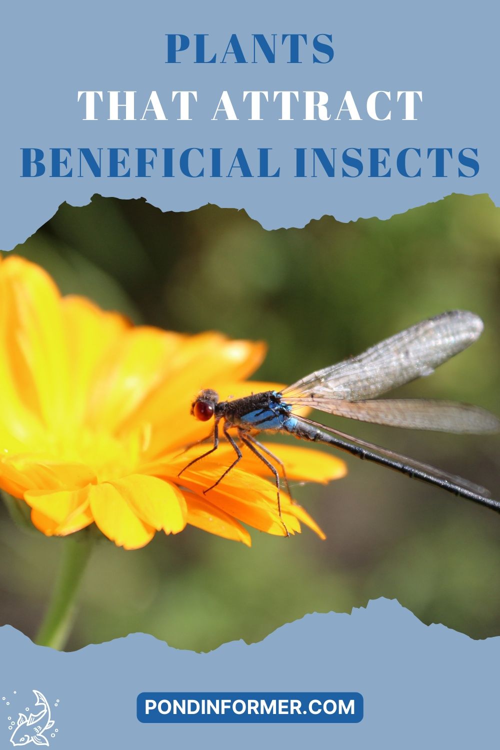 Plants That Attract Beneficial Insects Plants That Attract Beneficial Insects