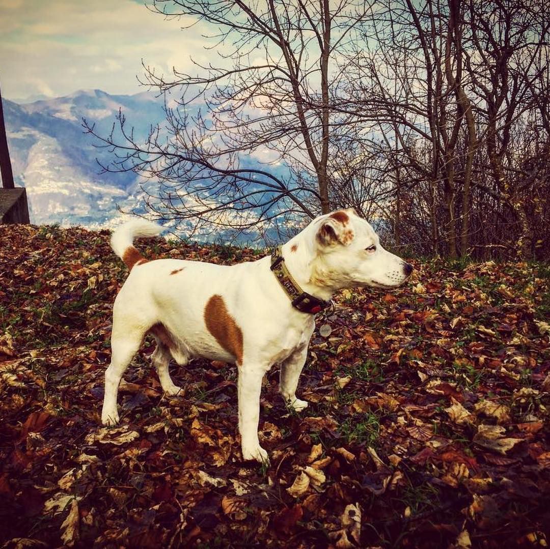 @jackrussell.it COMMENT ÉDUQUER SON CHIEN EN SEULEMENT 15 MINUTES PAR ... @jackrussell.it COMMENT ÉDUQUER SON CHIEN EN SEULEMENT 15 MINUTES PAR ...