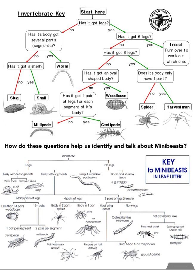 Ways Of Understanding And Interpreting The World Why Is Scientific Classification Useful When