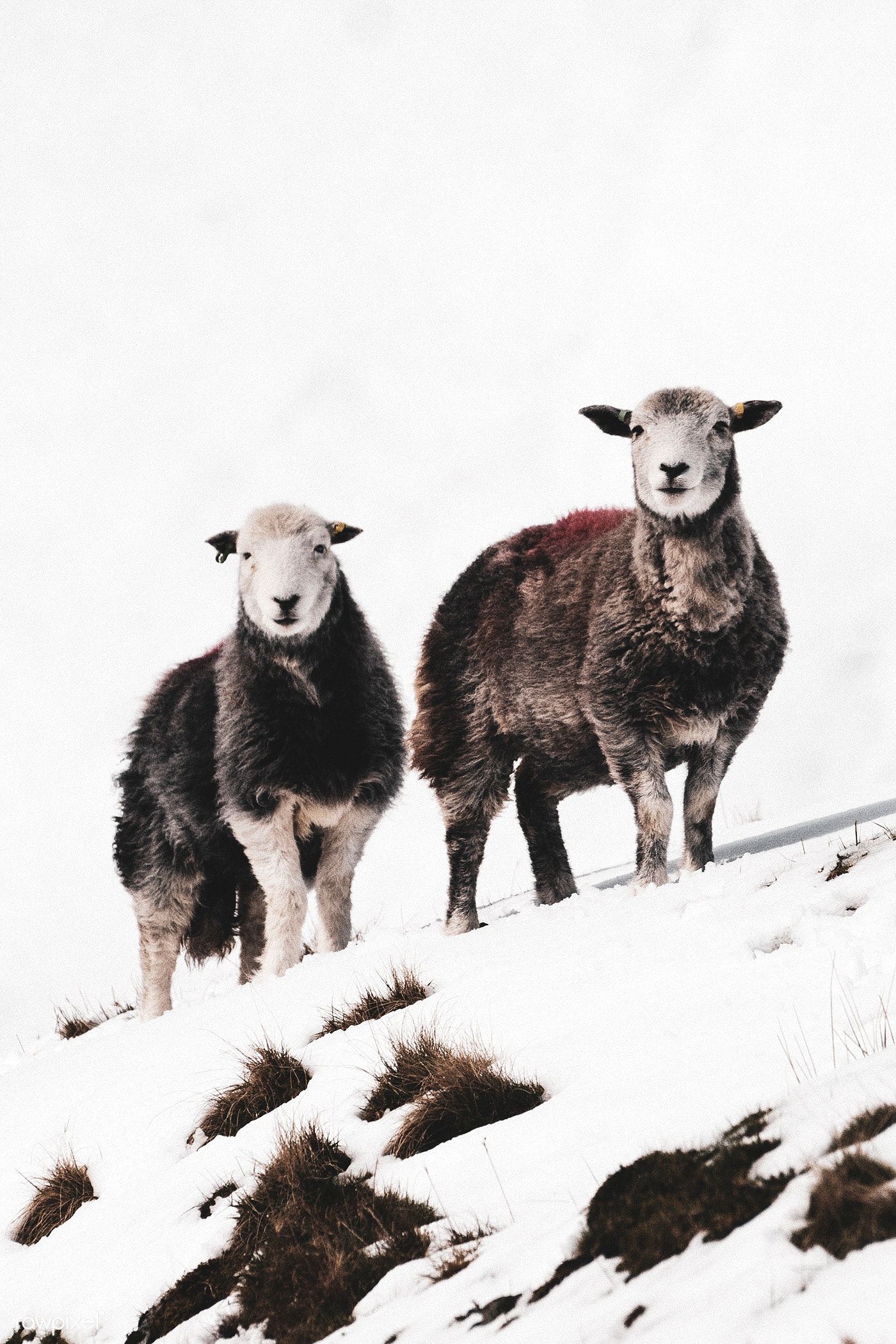 Herdwick Sheep At The Snowy Lake District In Scotland Premium Image By Jack