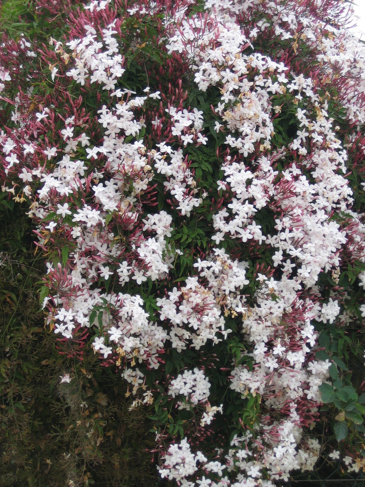 Jasmine Vine, Pink Jasmine, Star Jasmine, Jasmine Tea, Jasmine Climber ... Jasmine Vine, Pink Jasmine, Star Jasmine, Jasmine Tea, Jasmine Climber ...