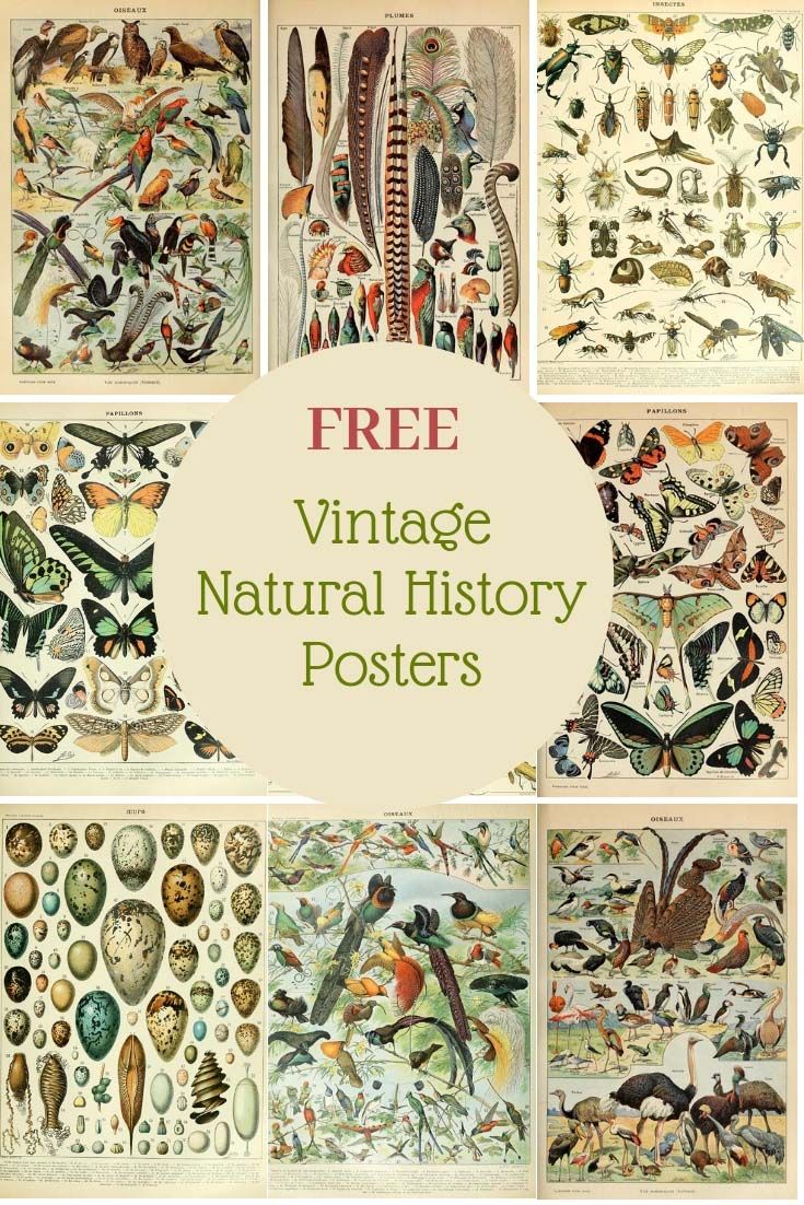 Free Printable Natural History Posters Of Adolphe Millot Artofit