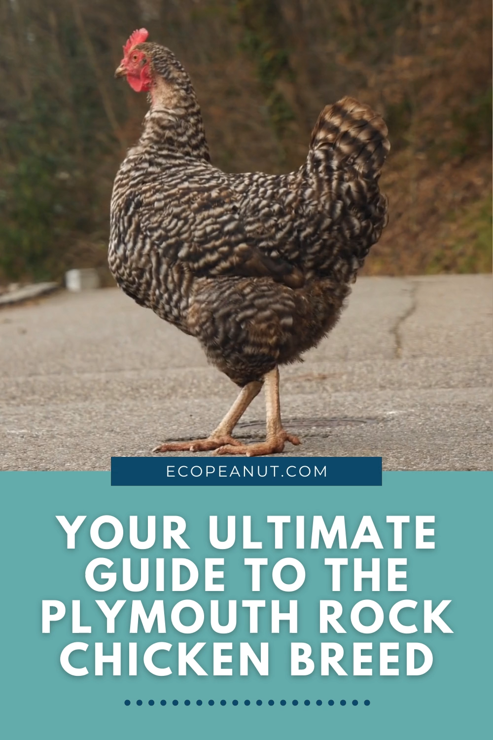Plymouth rock chicken breed guide – Artofit Plymouth rock chicken breed guide – Artofit