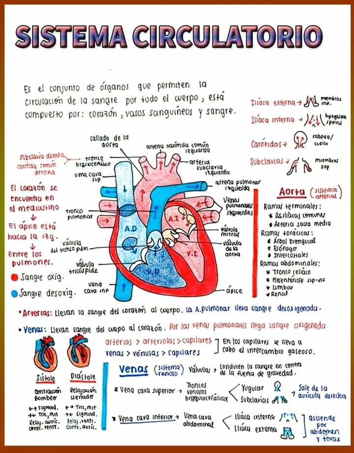 Mapa Mental Sistema Cardiovascular Ou Circulatório Artofit