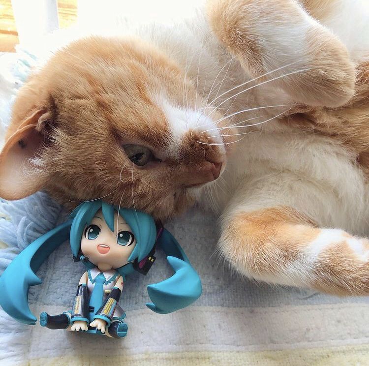 Miku With Cat Cute Cats Funny Cute Cats Cat Memes