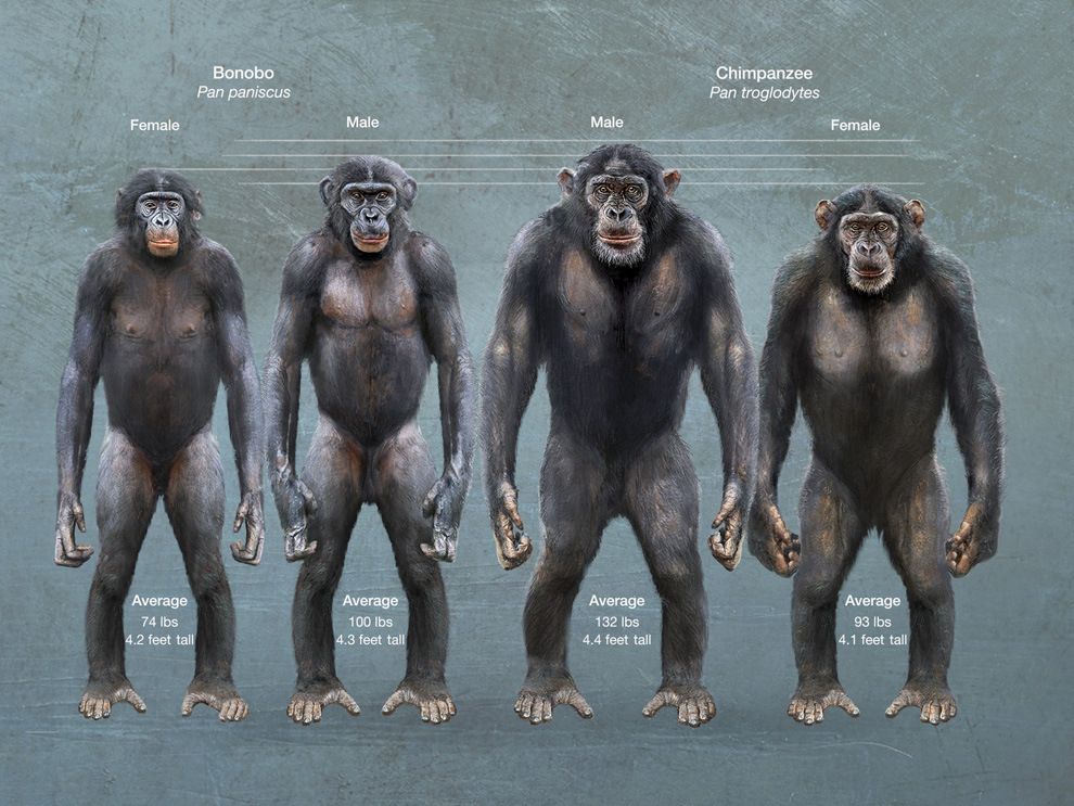 Infographics | Chimpanzee, Bonobo, Great ape Infographics | Chimpanzee, Bonobo, Great ape